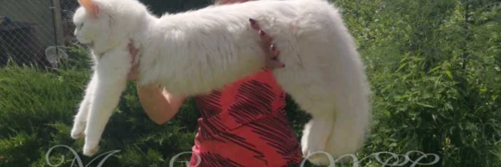 Моё Хозяйство