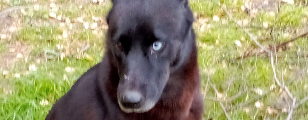 Крикер Убийца