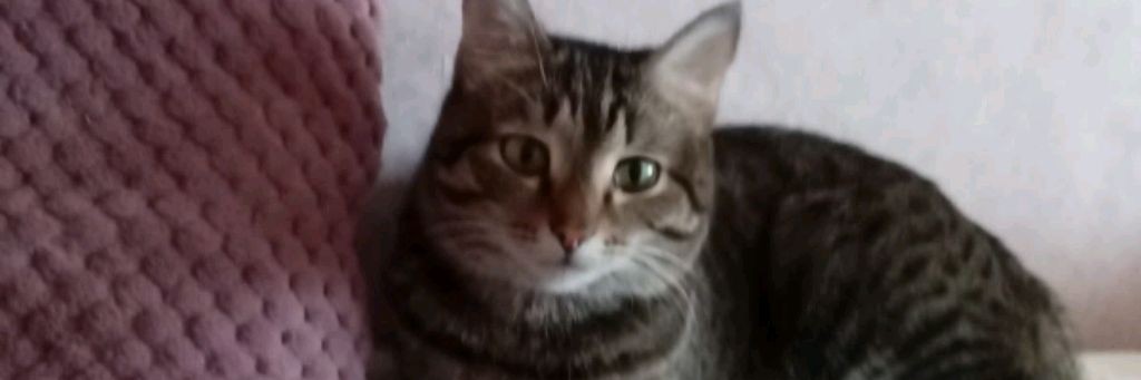 Кот по андертеилу😺