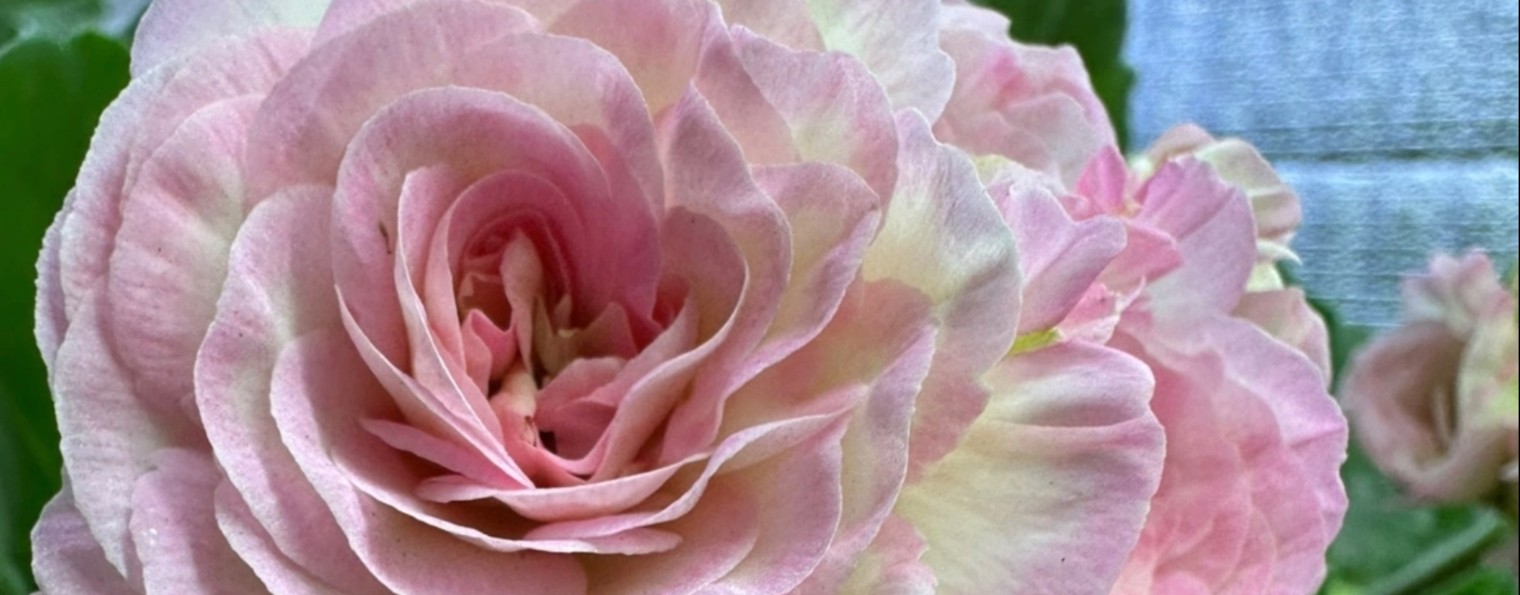 Лариса Пеларгония