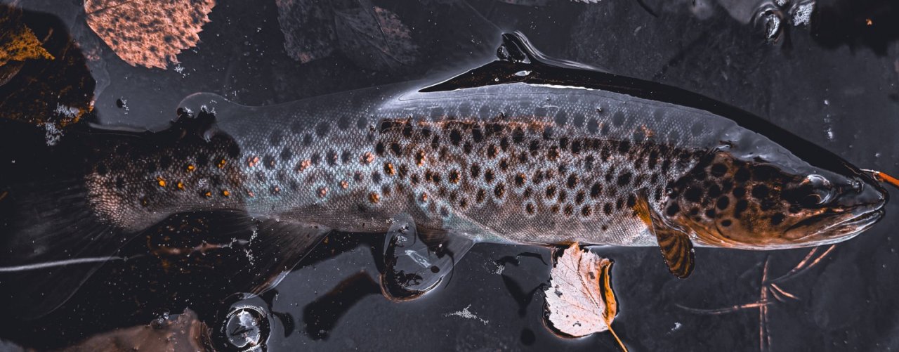 Дикая Рыбалка | В поисках запретной рыбы