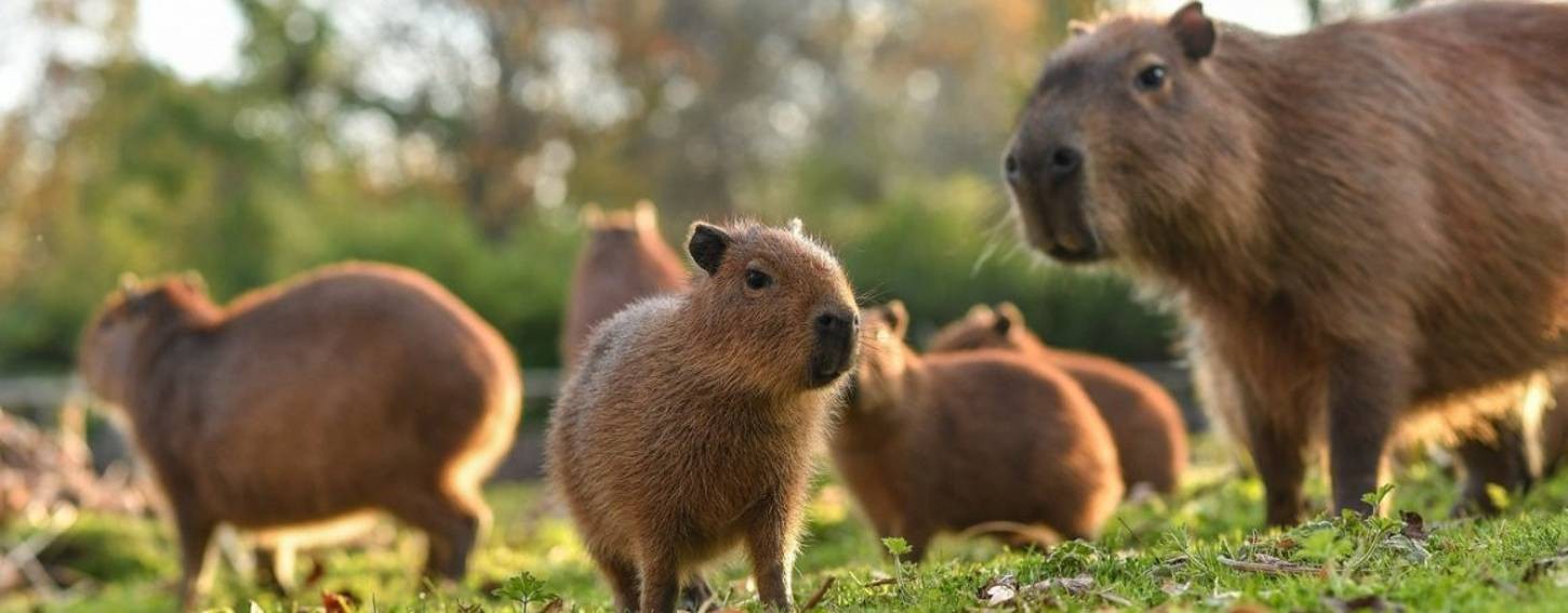 Время Капибары(Смешные Видео, Приколы, Кошки, Соба
