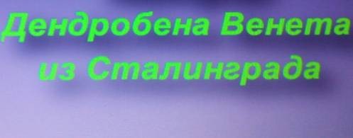 Анатолий Клычников/ДендробенаВенета из Сталинграда