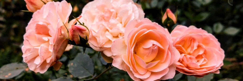 Александр Ермошин