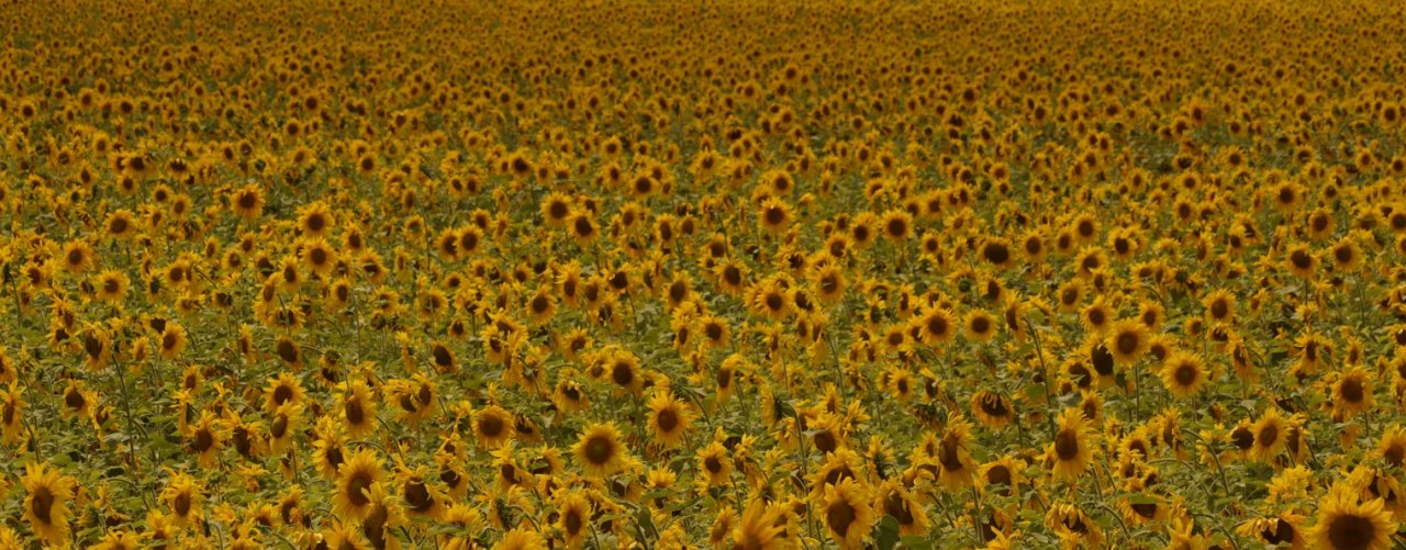 22 регион. Музыка.