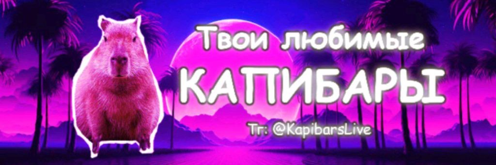 Kapibars ● Live 🍊