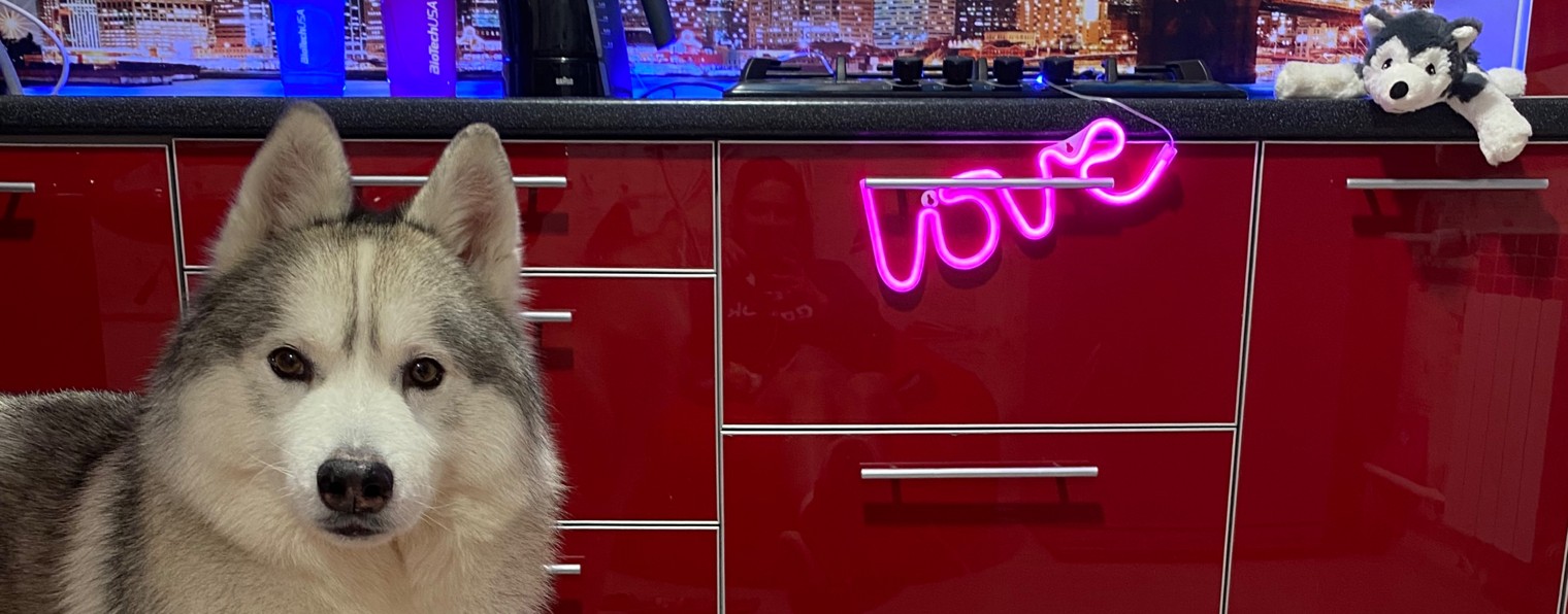 Сибирский хаски Техаs