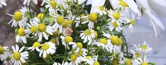 Авторская песня