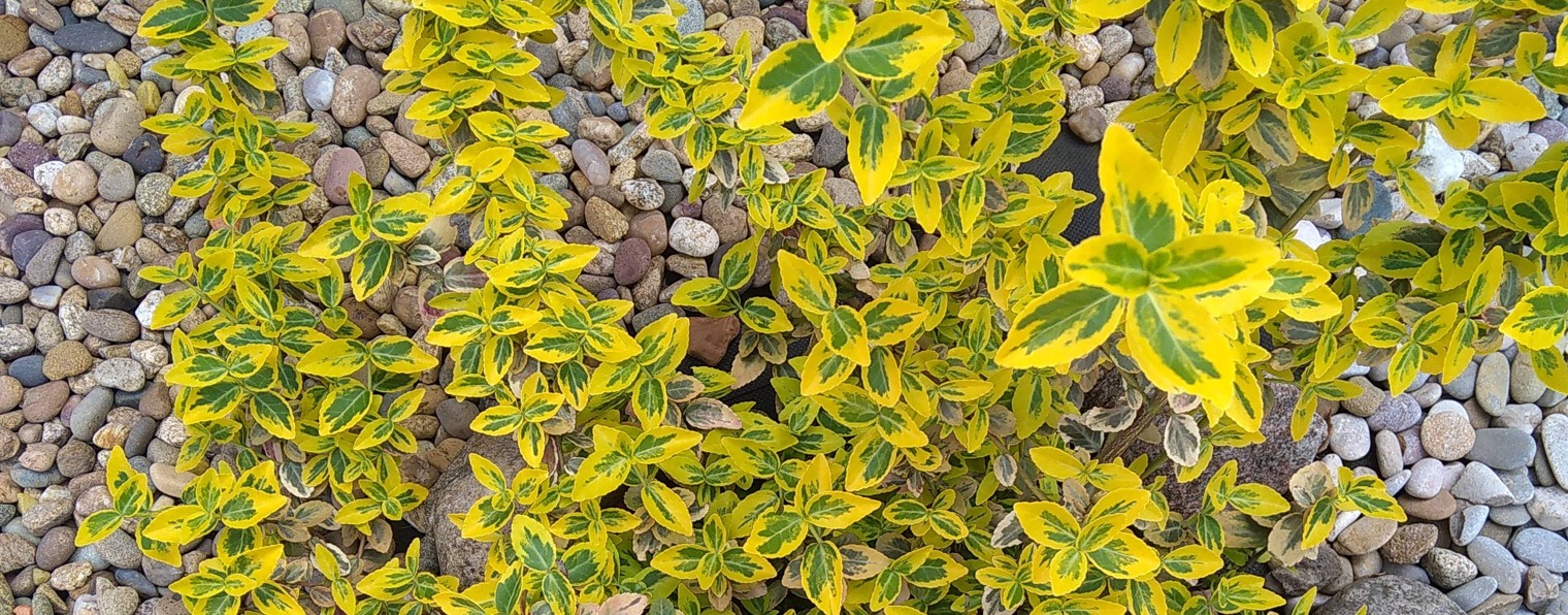 Сад и огород с Александром Крюковым