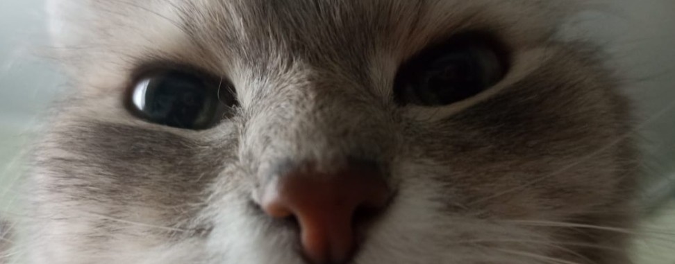 Кот Миша покажет