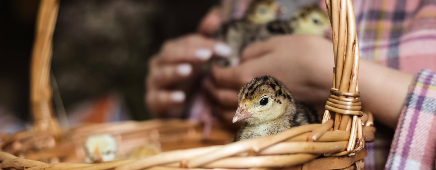 ИНКУБИРУЕМ САМИ