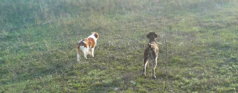 Охота с собакой