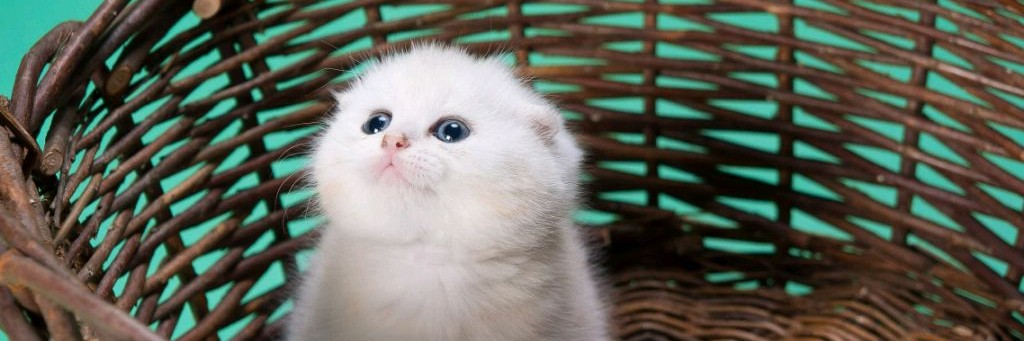 Мои Коты