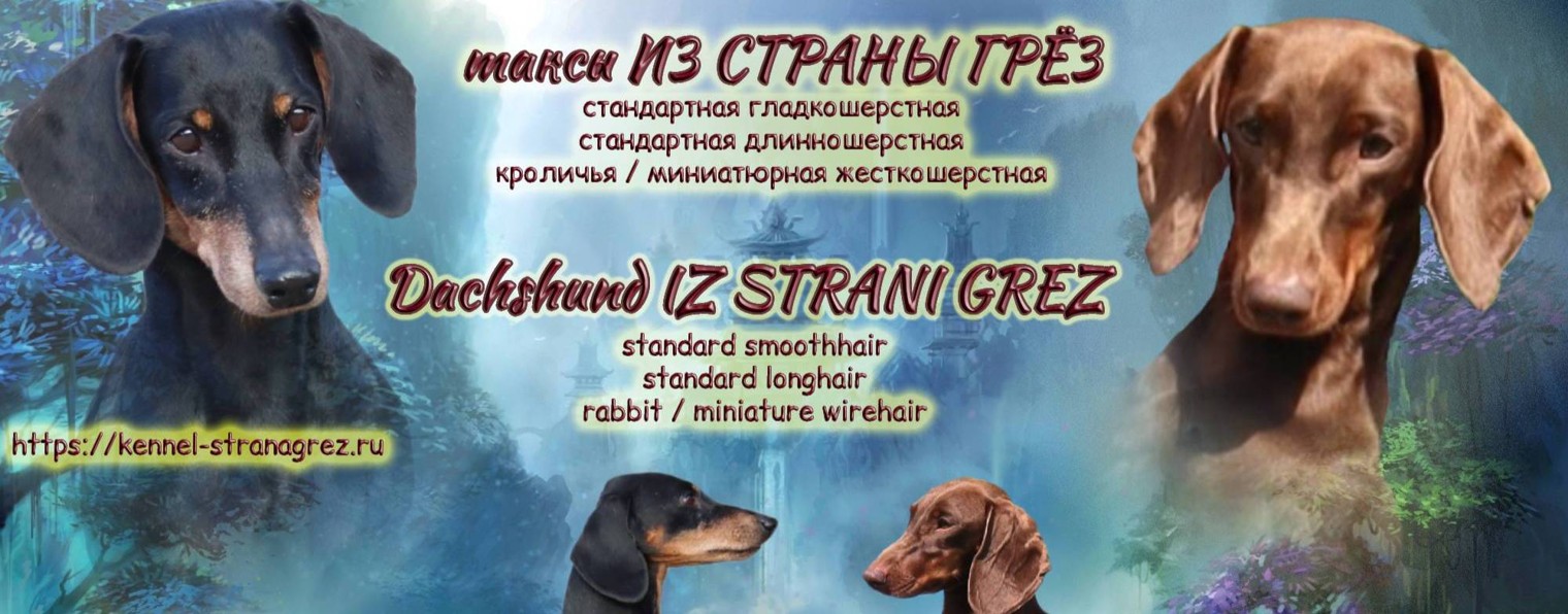 таксы ИЗ СТРАНЫ ГРЁЗ / Dachshunds IZ STRANI GREZ