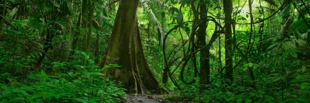 Муравьиный канал