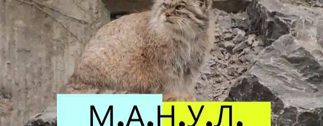 М.А.Н.У.Л. GAMES