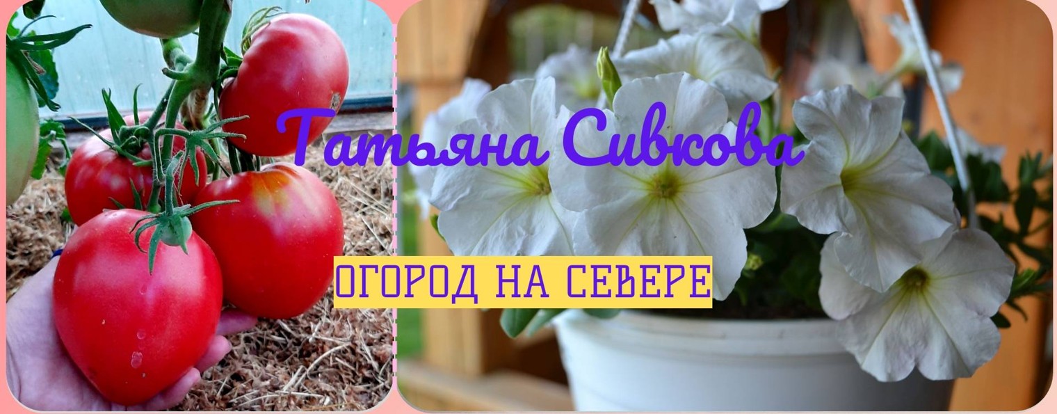Татьяна Сивкова. Огород на Севере