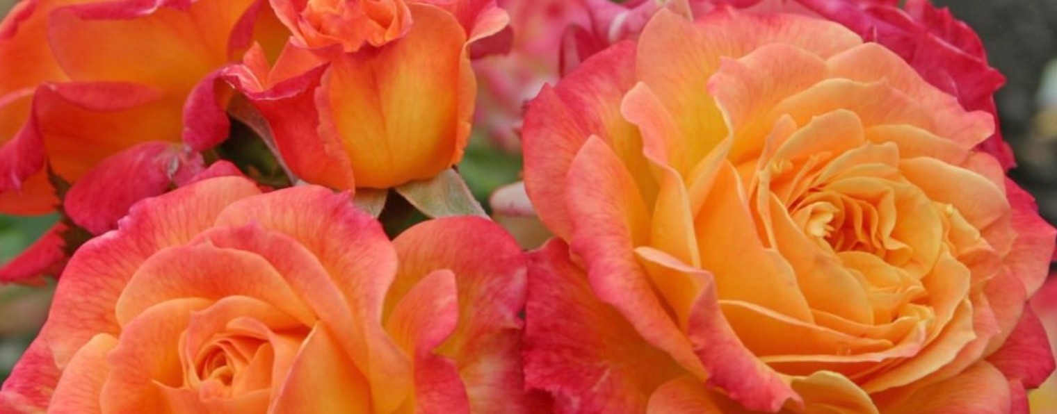 Питомник "Мир Растений" mir-rast.ru