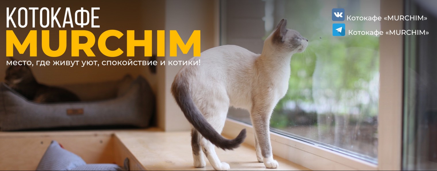 Котокафе «MURCHIM»