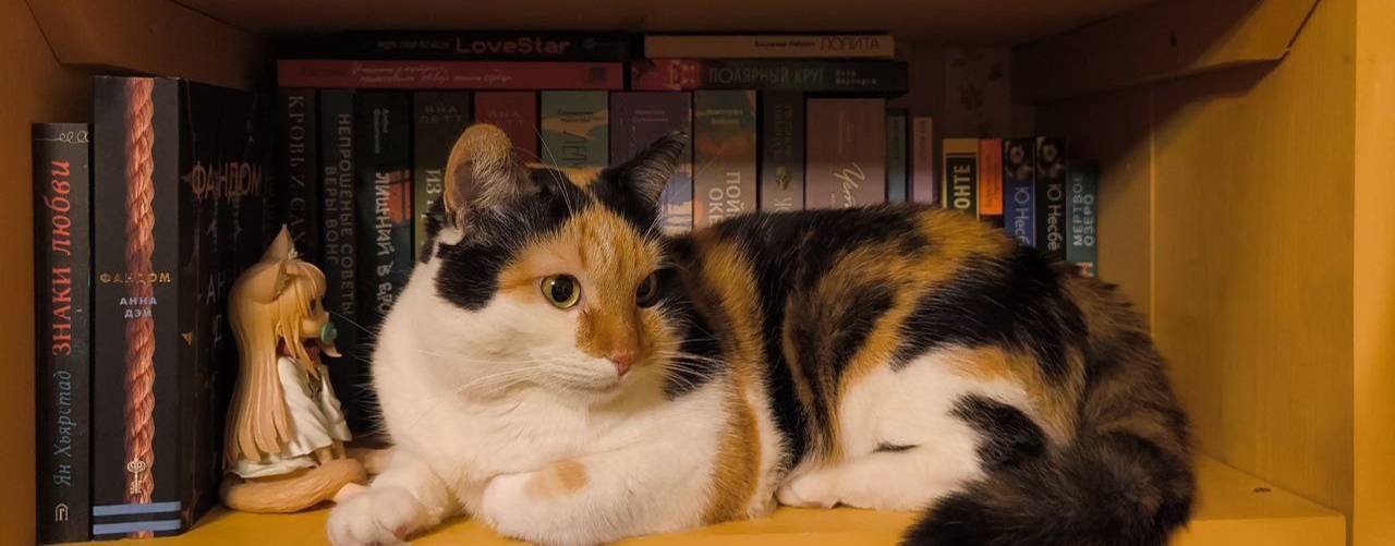 Книжные котики Rtube