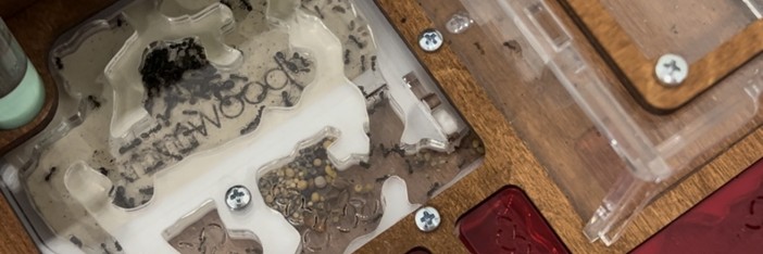 Живой мир муравьёв и не только