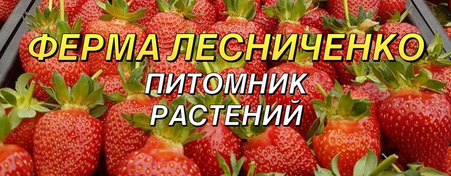 Ферма Лесниченко - ягодный питомник.