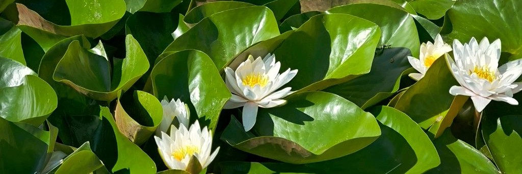 Мой плейлист -мои правила!