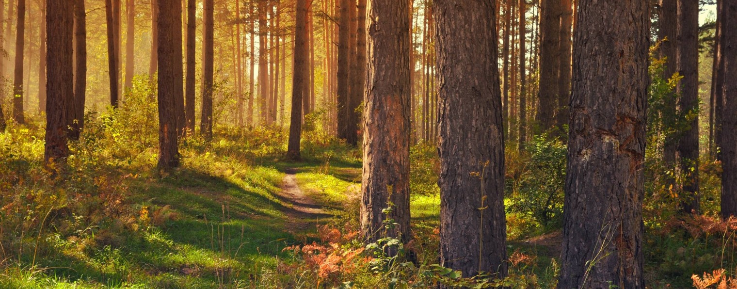 Кот на даче