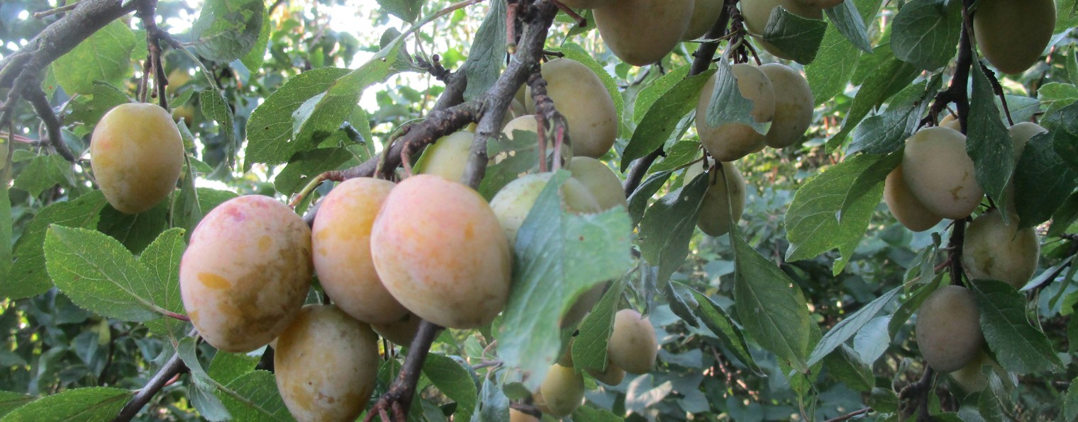 САД НА ВСЕХ ШИРОТАХ