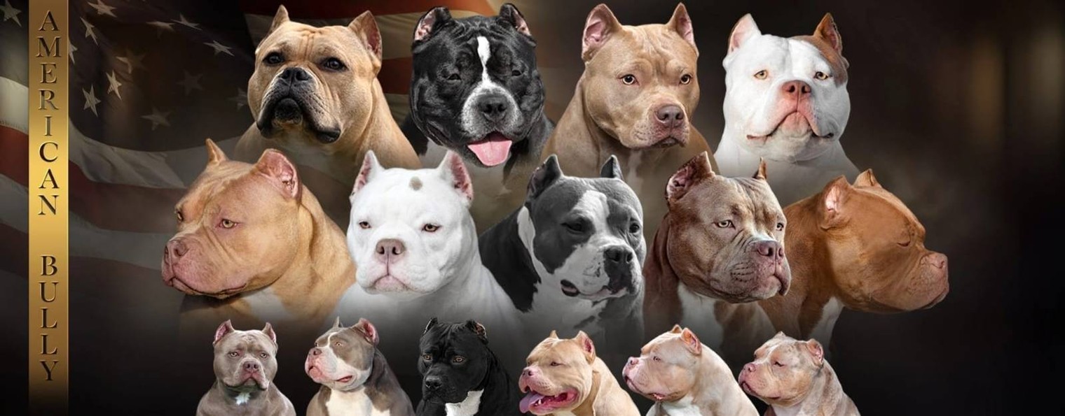 Питомник FORTIS FORTUNA VALIDI