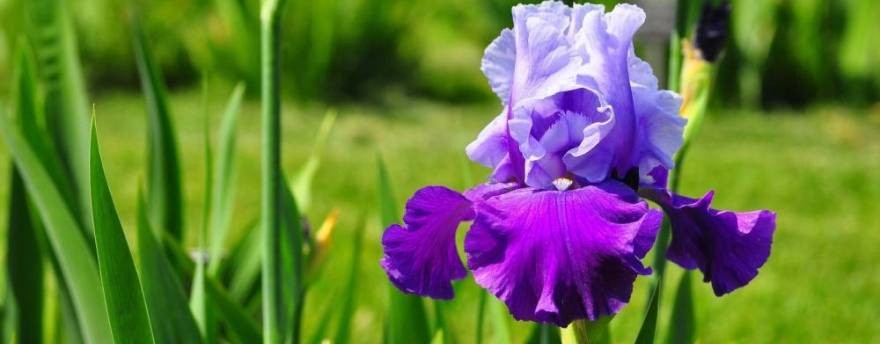 Стома-Денталь