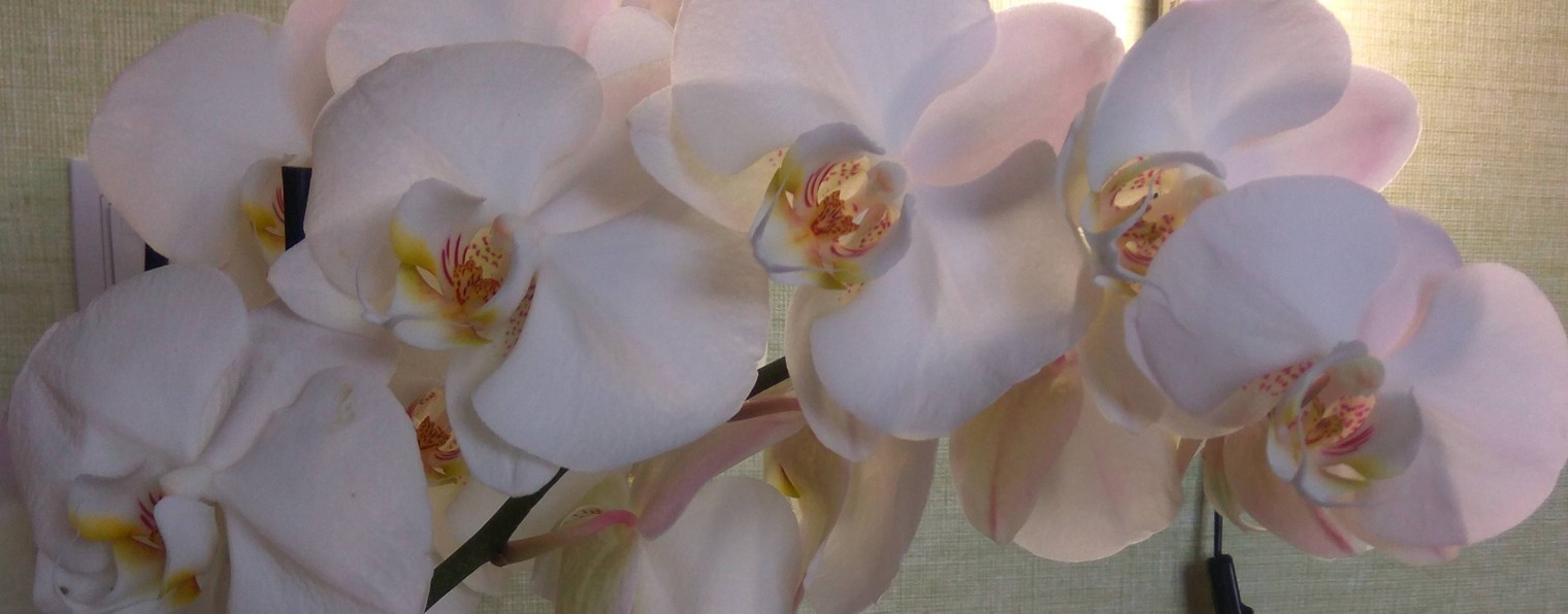 Люблю все живое