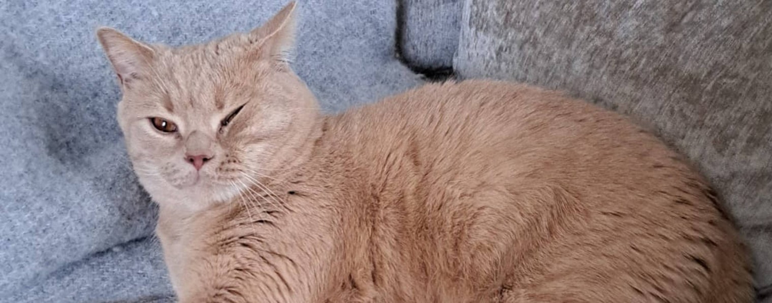 Великолепный Гоша