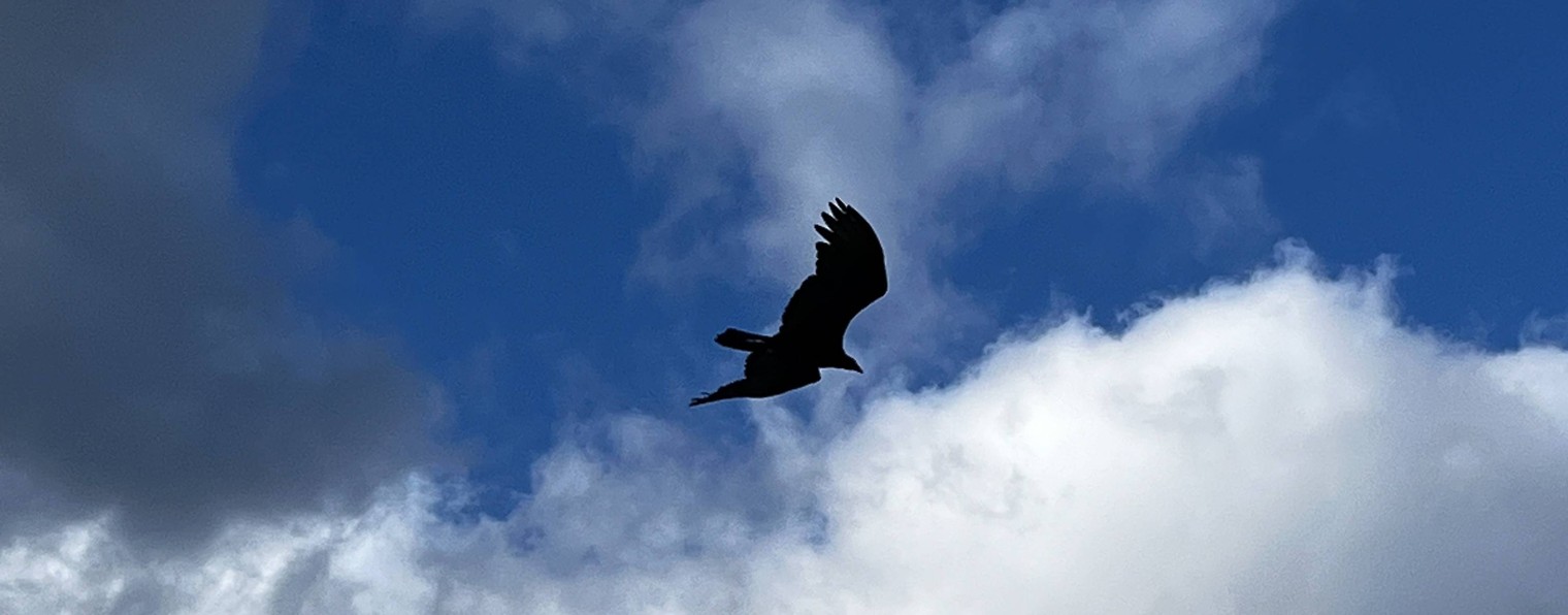 Мысли обо всем