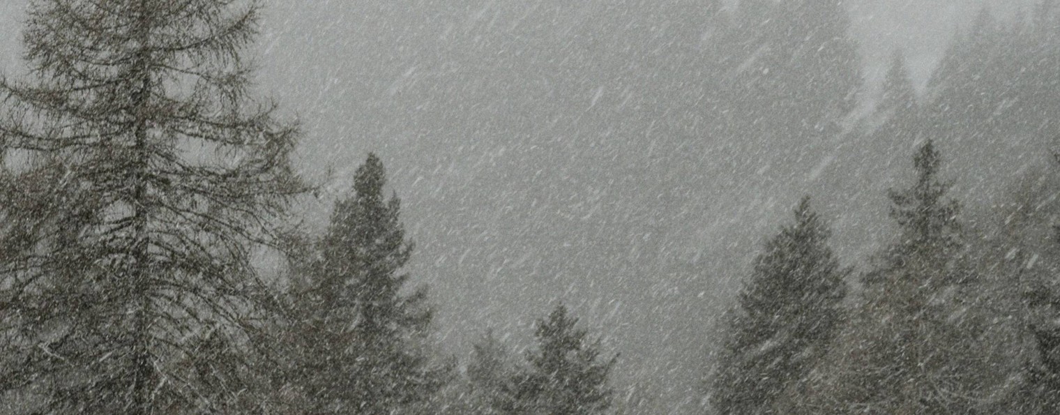 Макс Трофимов