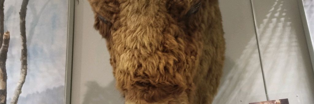 Зубрёнок 🦬