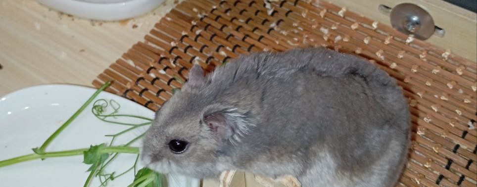Кошачий мур от Егора