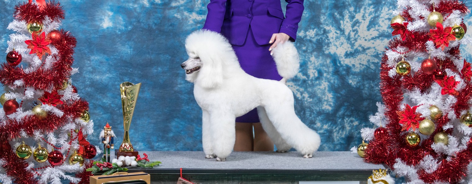 Пудель/ Атами-ATAMI poodles kennel