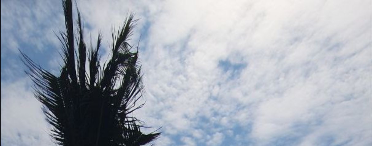 Шарик и Бобик