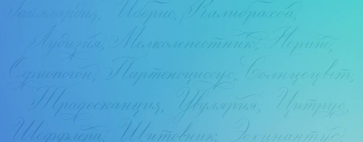 студия каллиграфии