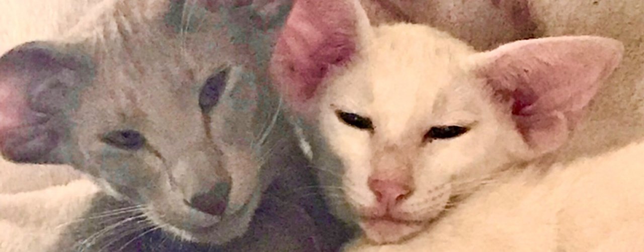 Ориенталы Филимон & Гриша