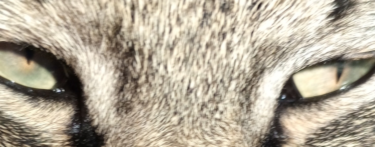 Егор Спиридонов