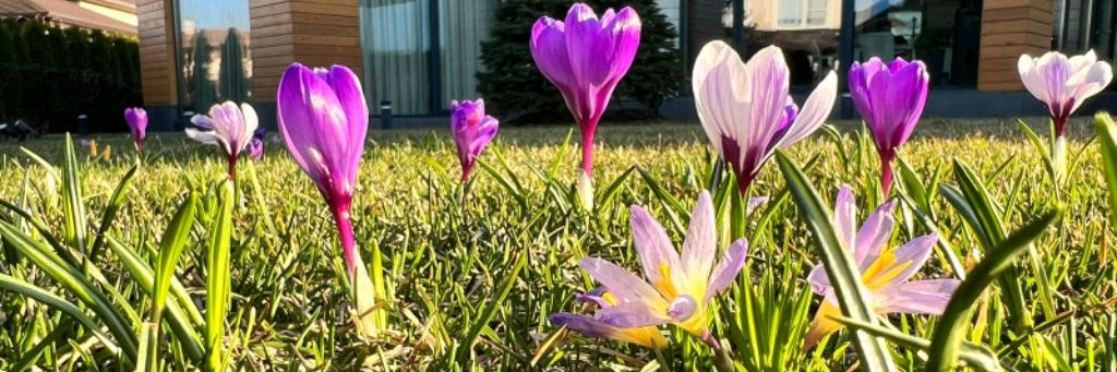 Дневник ландшафтного дизайнера