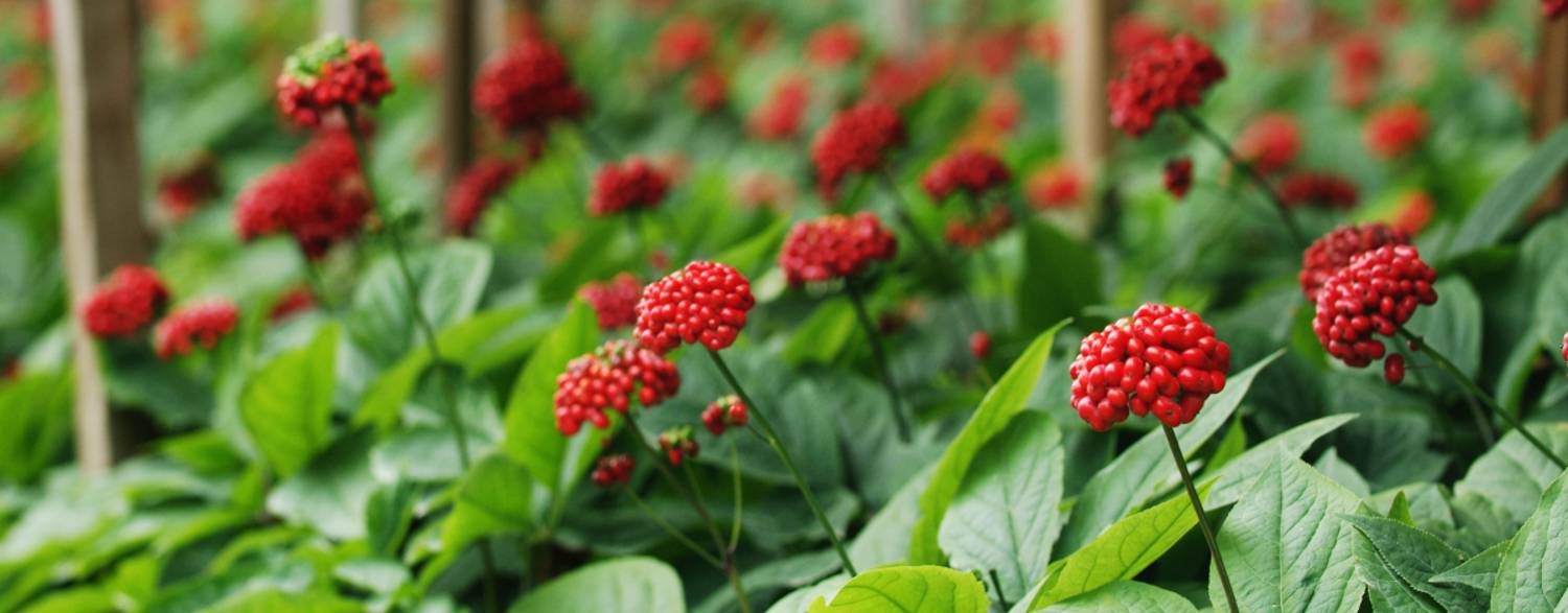 Женьшень ТВ