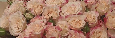 Анютка Ховбушка