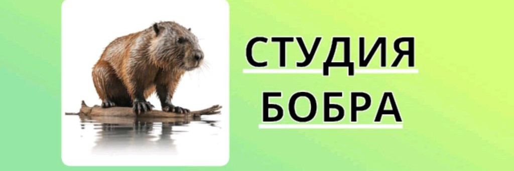 Студия бобра