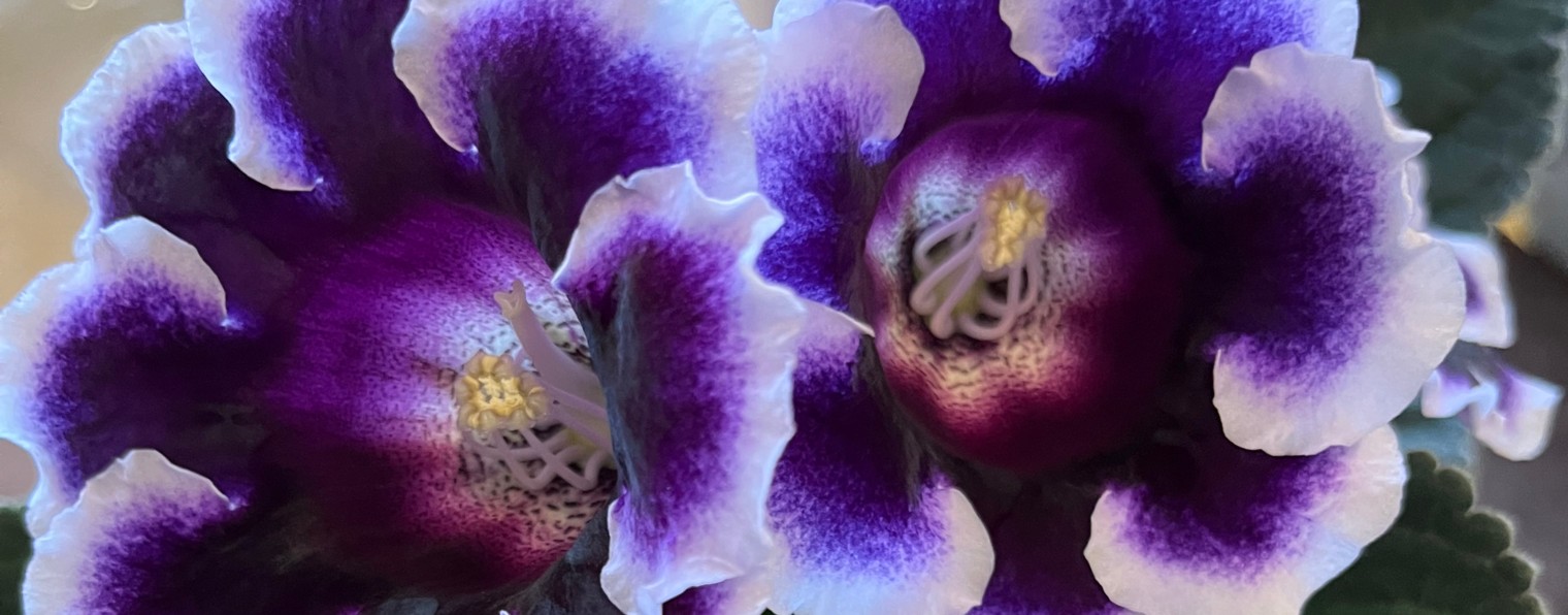 Любители цветов и бюджет в конверте