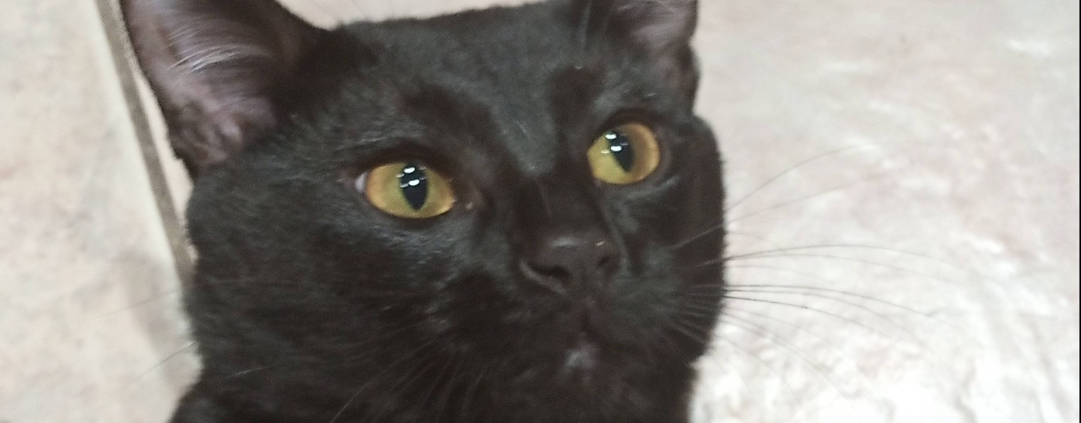 Дарья_Усвятская