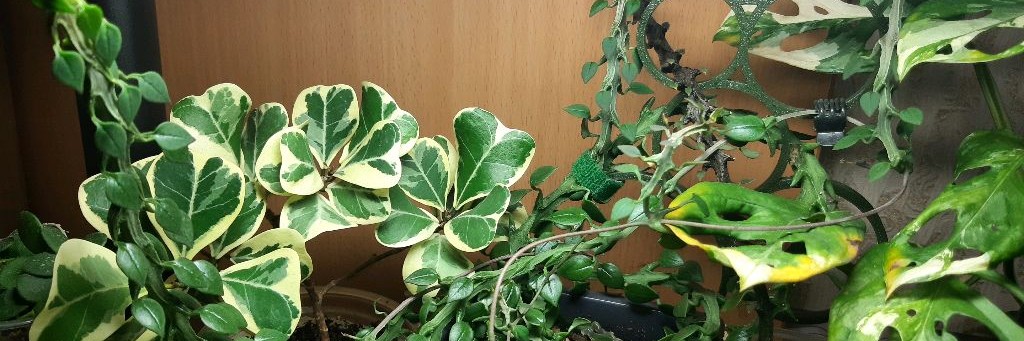 Цветочки у Галины