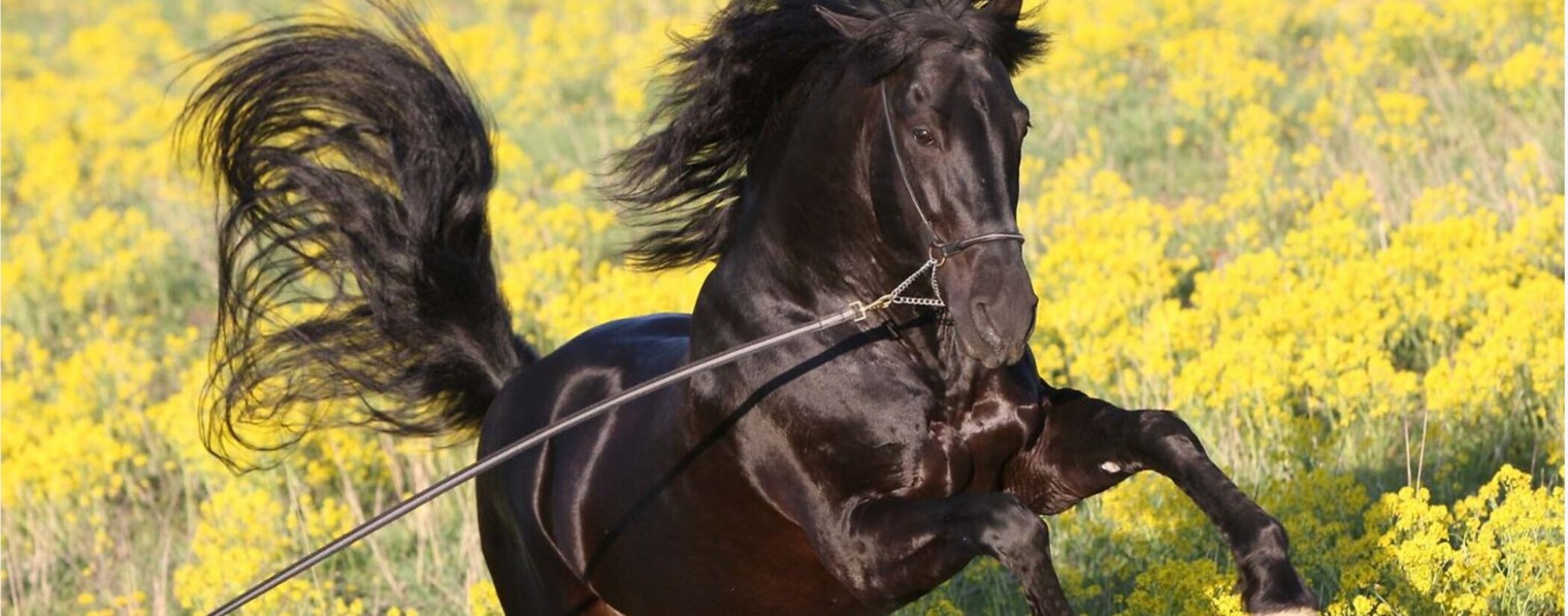 Дела конные